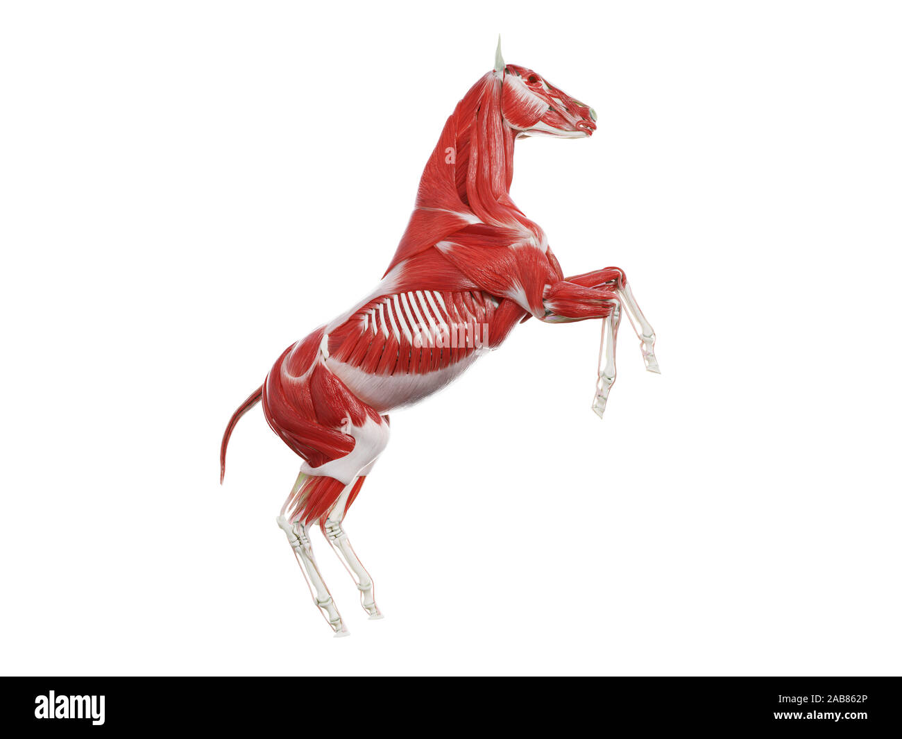 Anatomie muscle cheval Banque d'images détourées - Alamy