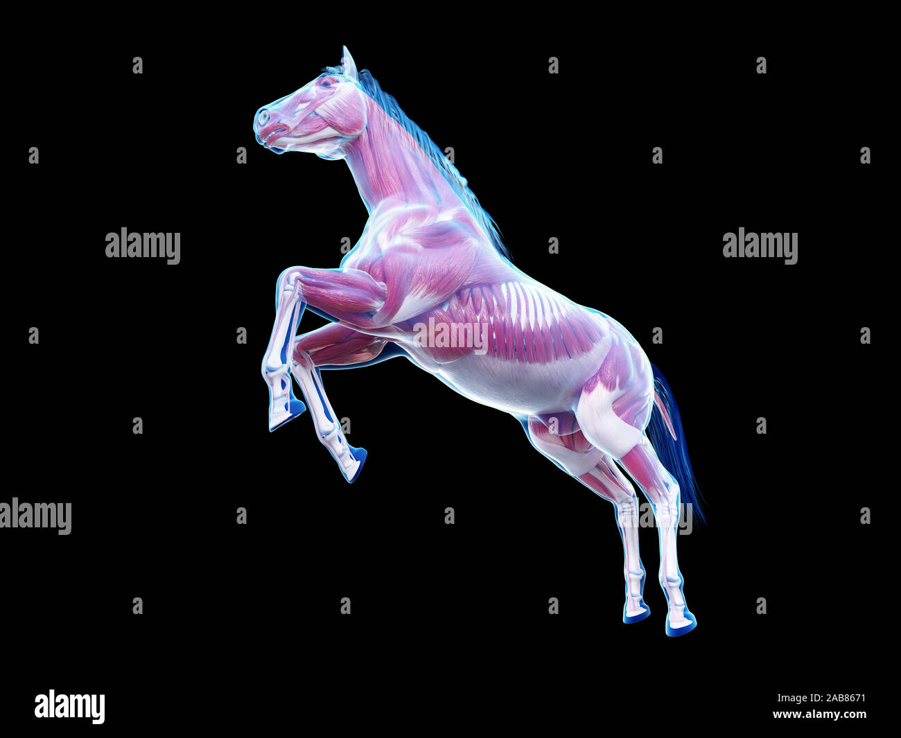 Anatomie muscle cheval Banque de photographies et d’images à haute ...