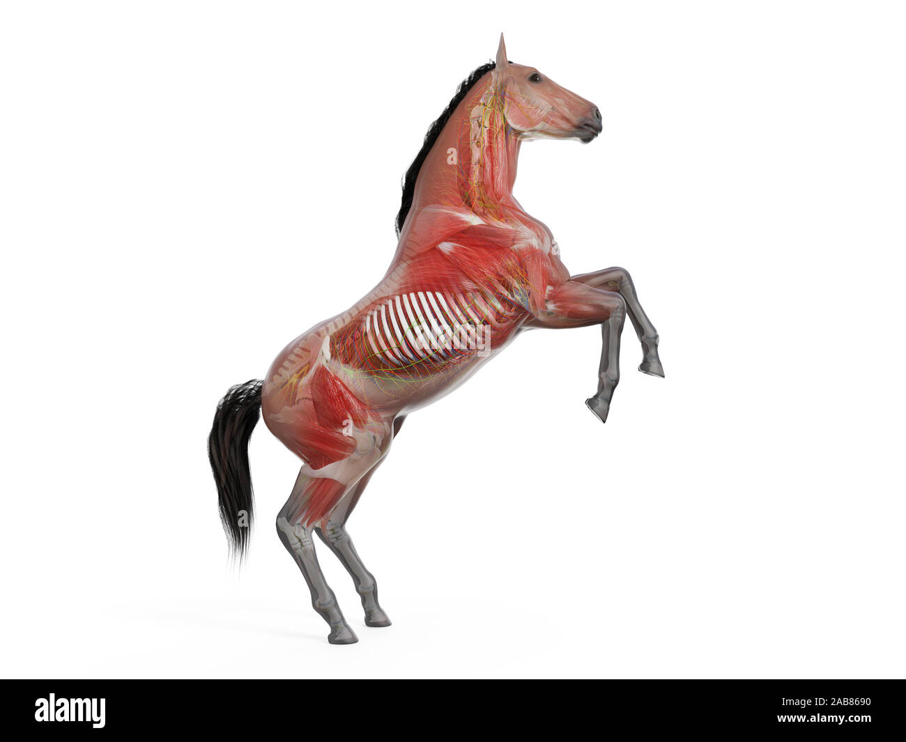 Anatomie muscle cheval Banque d'images détourées - Alamy
