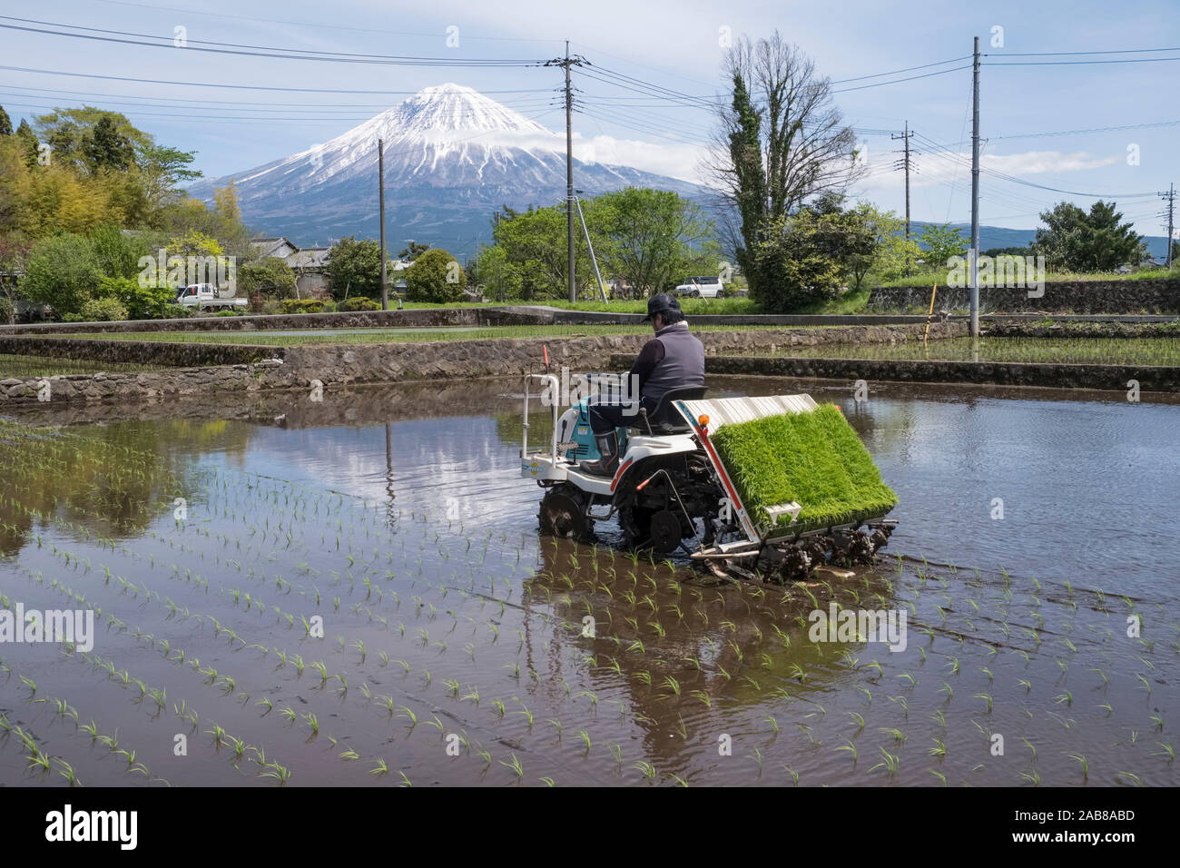 Le Japon, Fujinomiya : aperçu d'un champ de riz et le Mont Fuji ...