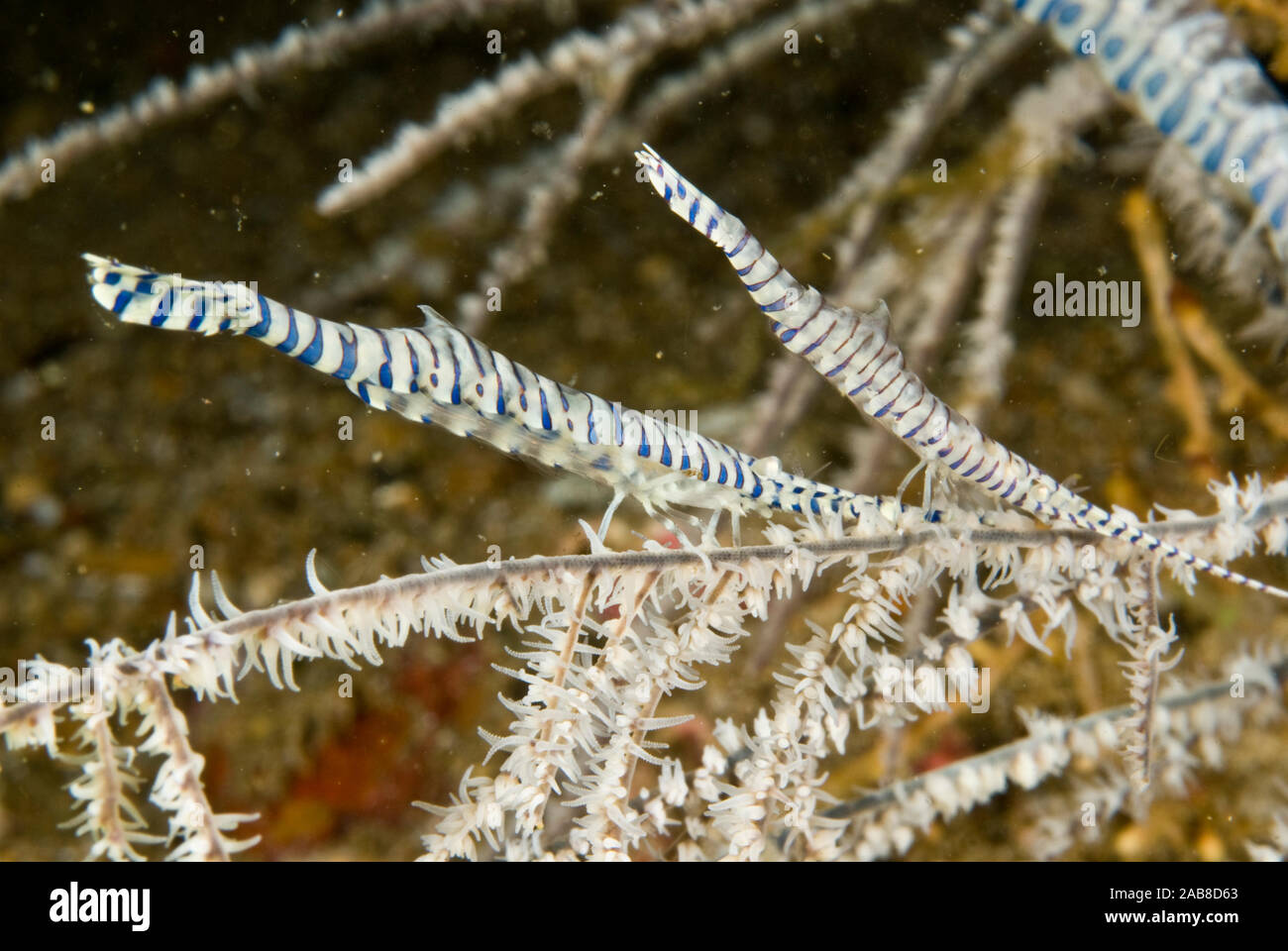 Lame de la crevette (Tozeuma armatum), une espèce de crevette très ...