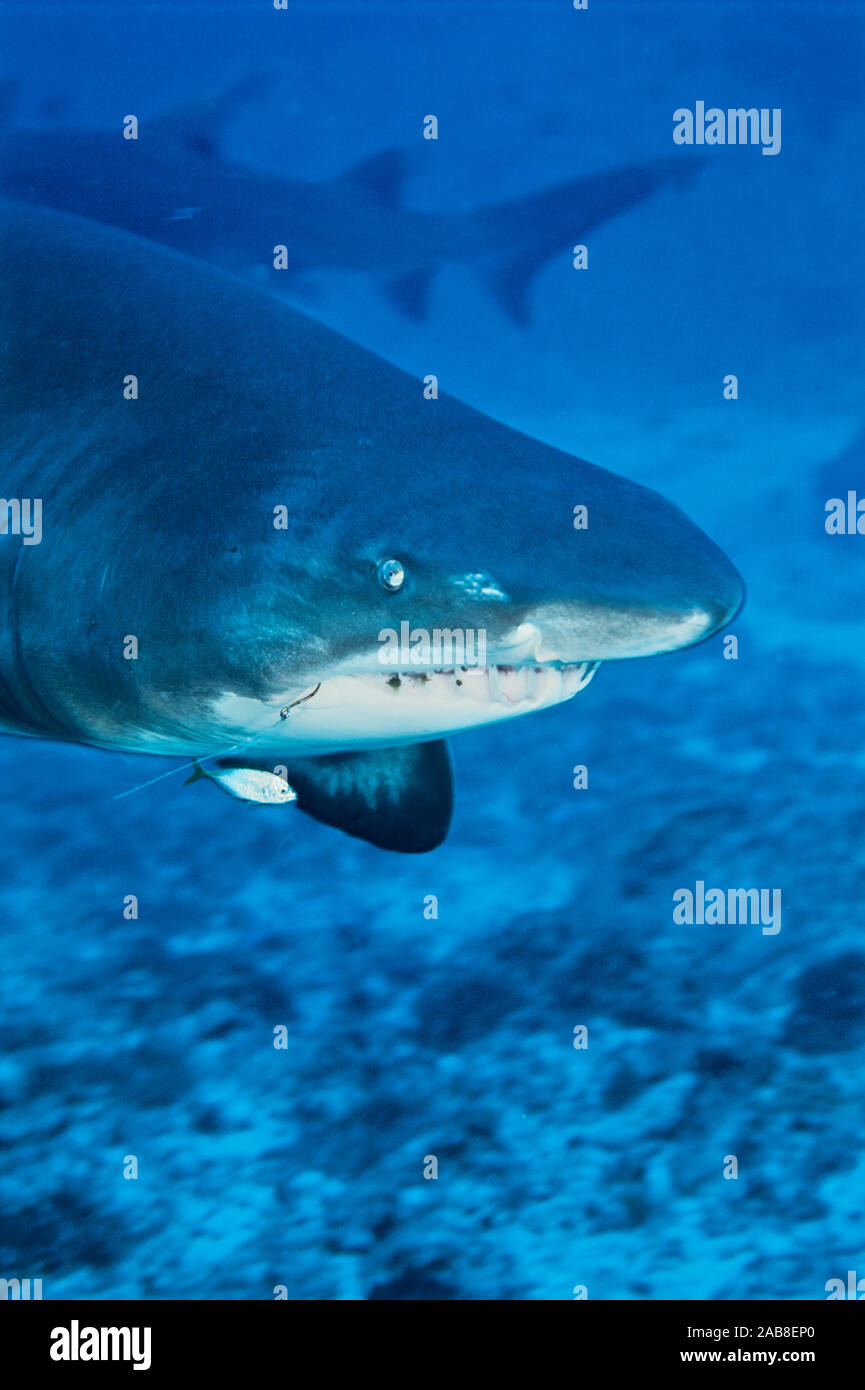 Requin nourrice gris eugomphodus taurus Banque de photographies et d ...