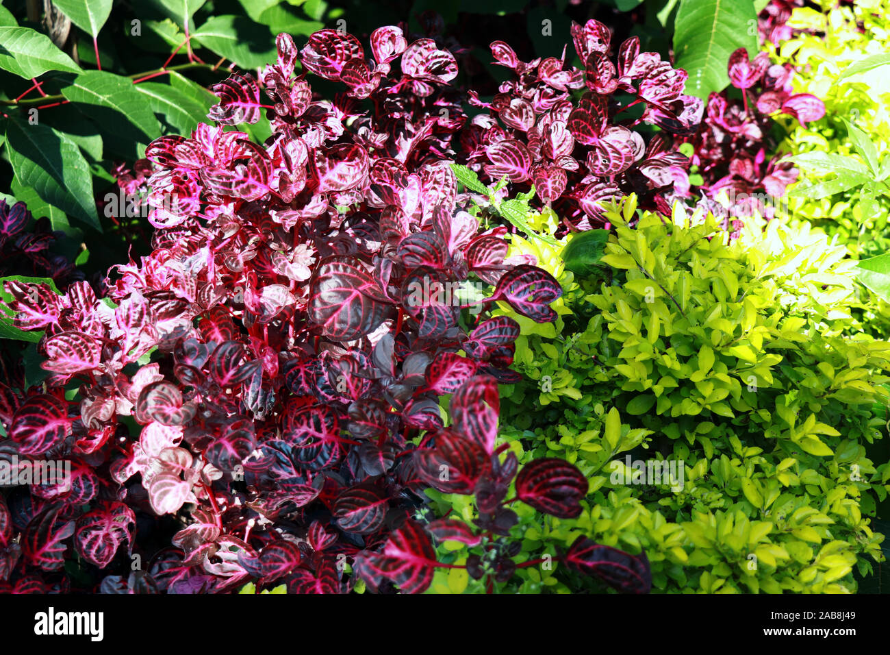 Feuille de sang iresine Banque de photographies et d’images à haute ...