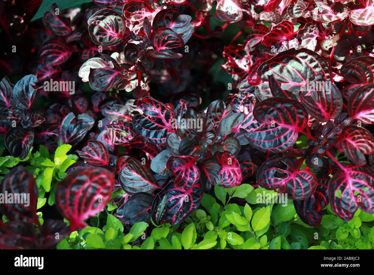 Feuille de sang iresine Banque de photographies et d’images à haute ...