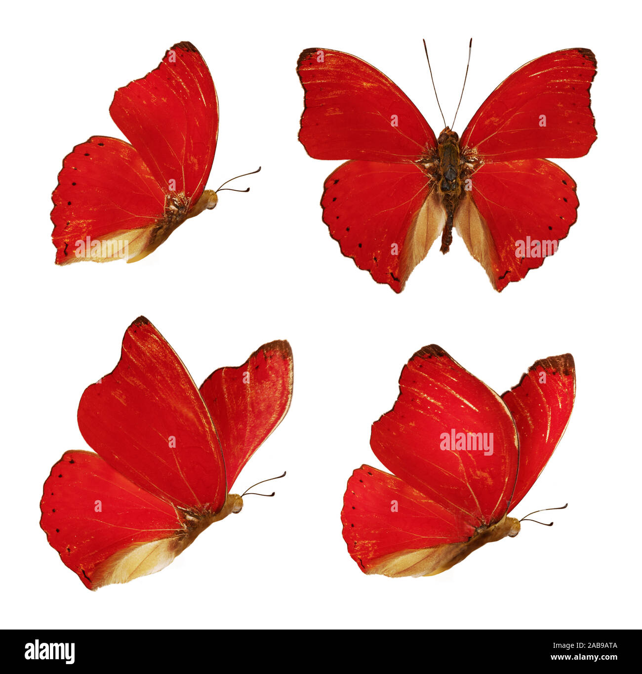 Ensemble de quatre beaux papillons rouge agnosia excelsa isolé sur fond ...