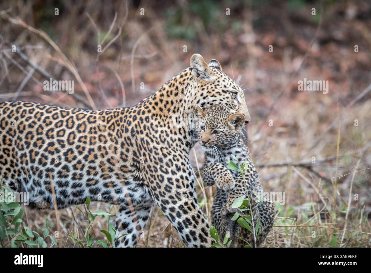 African leopard cub Banque de photographies et d’images à haute ...