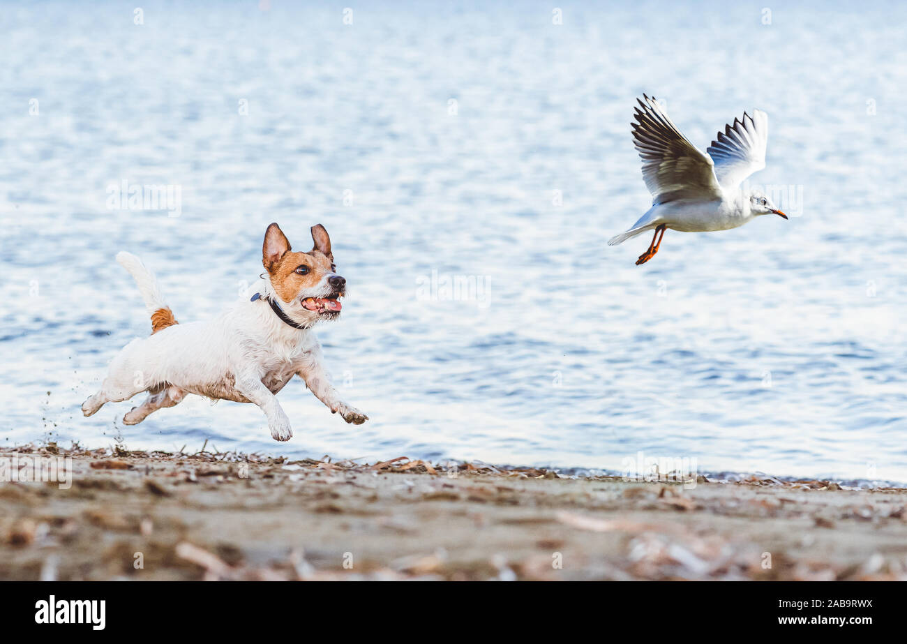 Naughty bird Banque de photographies et d’images à haute résolution - Alamy