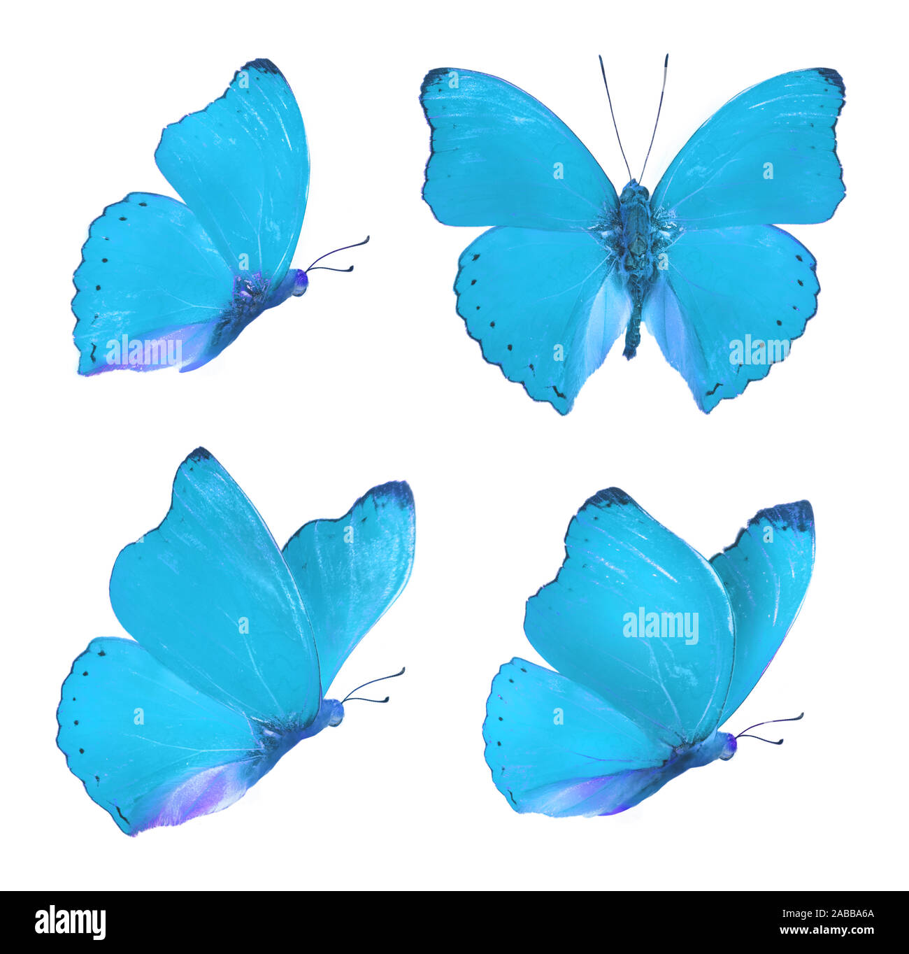 Papillons bleus Banque d'images détourées - Alamy
