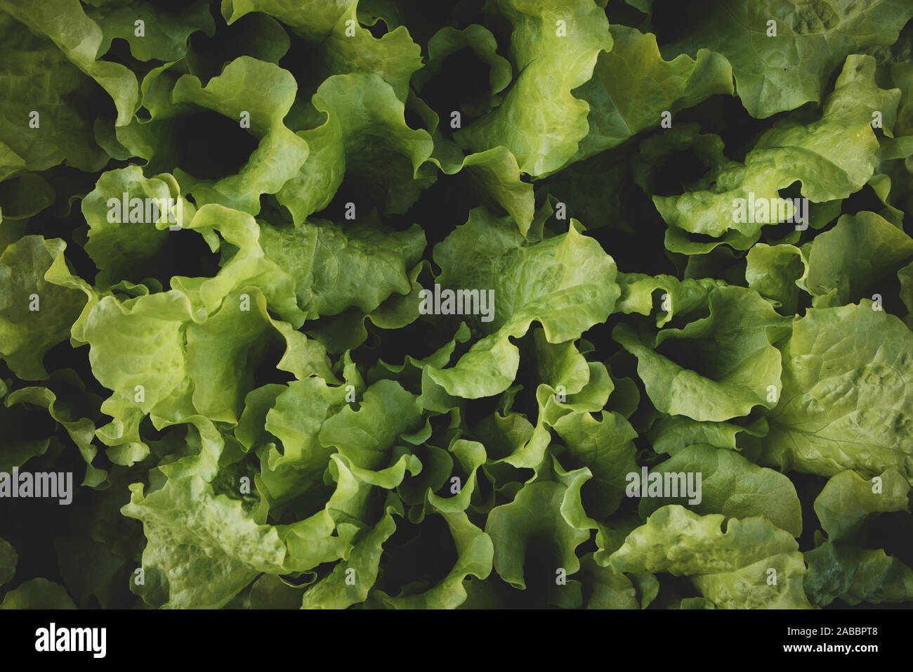 Lettuce texture Banque de photographies et d’images à haute résolution ...