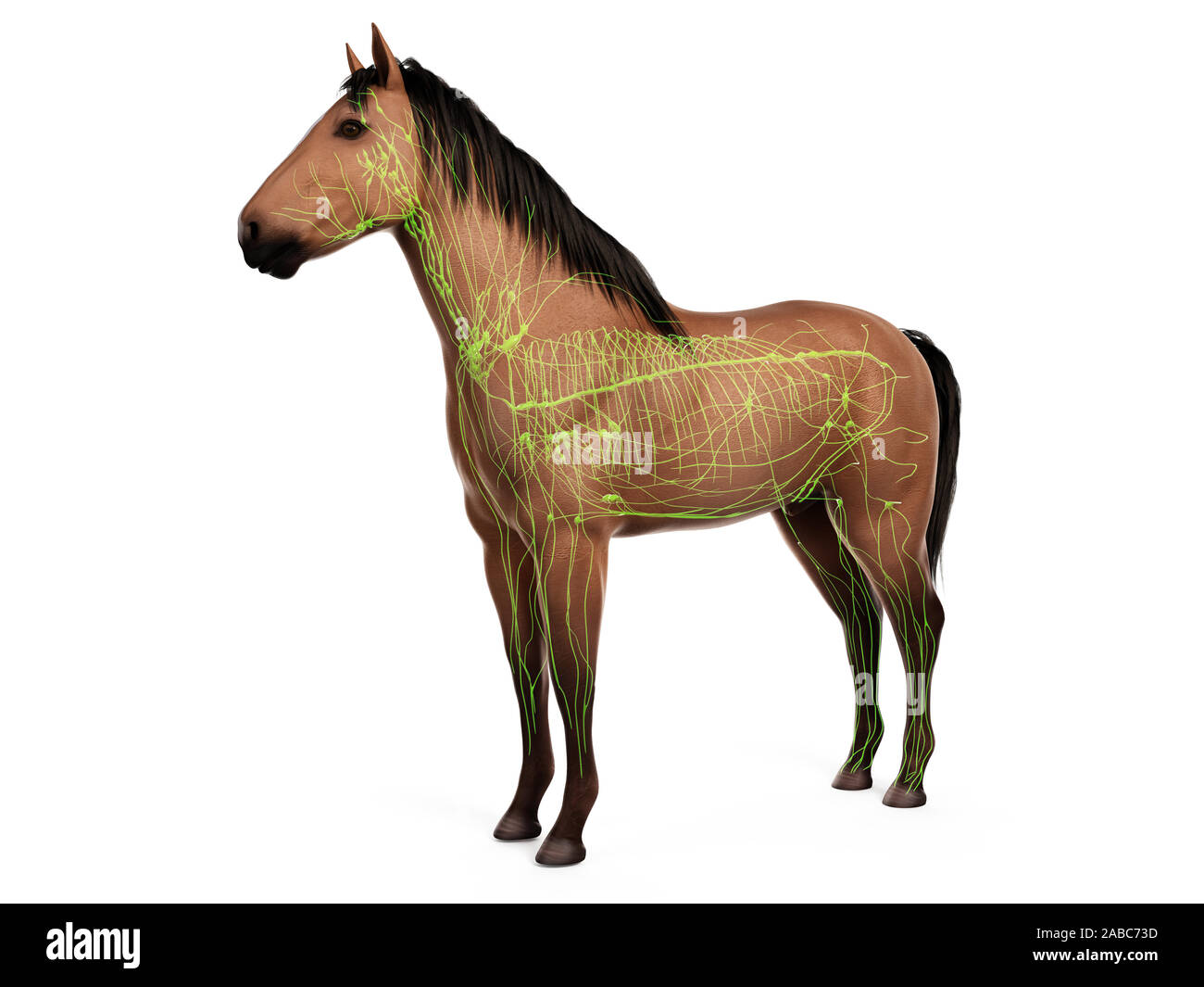 Anatomie equine Banque de photographies et d’images à haute résolution ...