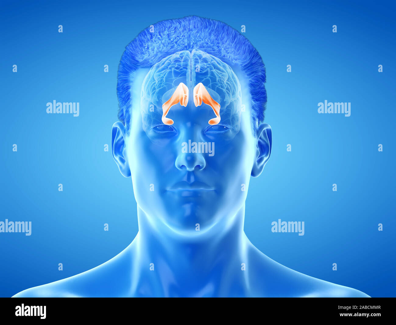 Rendu 3D précis médicalement illustration de l'anatomie du cerveau - le ...