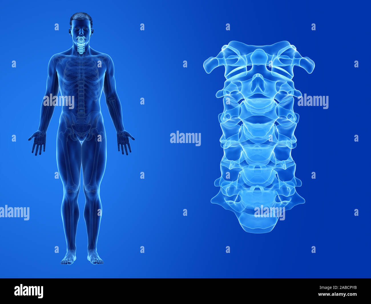 Colonne cervicale humaine Banque de photographies et d’images à haute ...