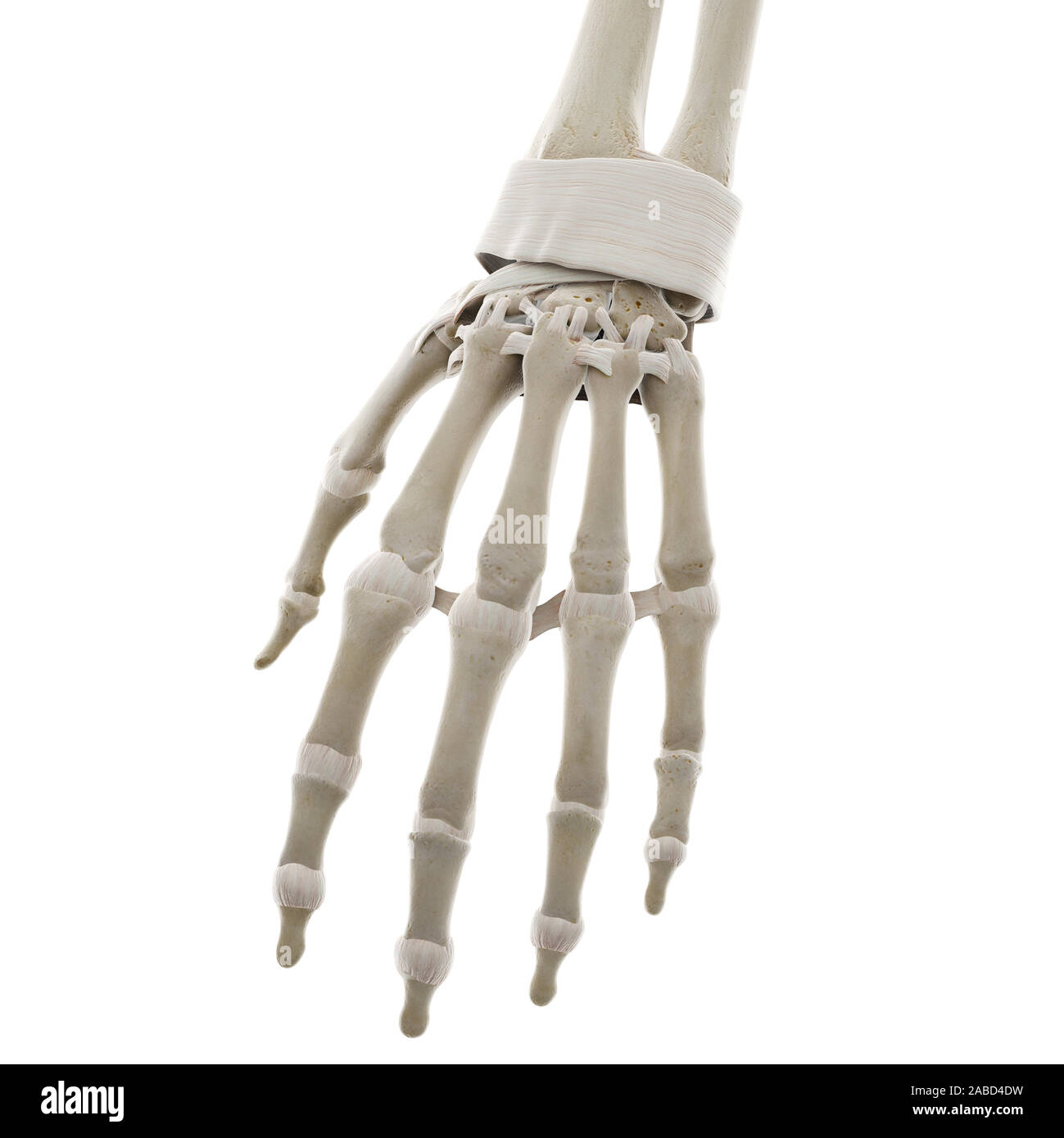 Ligaments De La Main Humaine Banque d'image et photos - Alamy