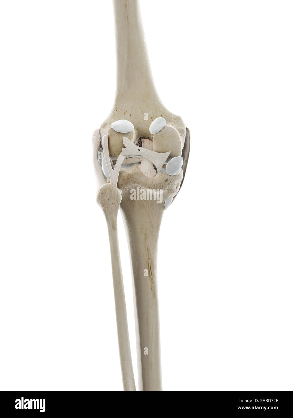 Ligaments du genou Banque de photographies et d’images à haute ...