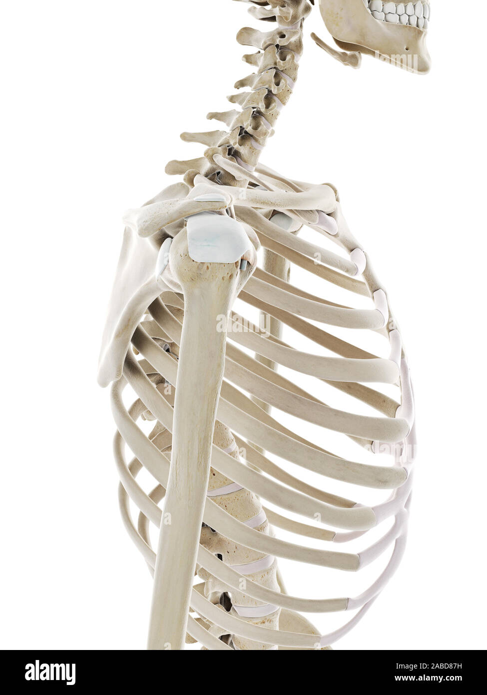 Processus Coracoïde Banque d'image et photos - Alamy