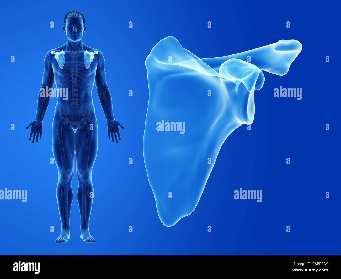 Processus coracoïde Banque de photographies et d’images à haute ...