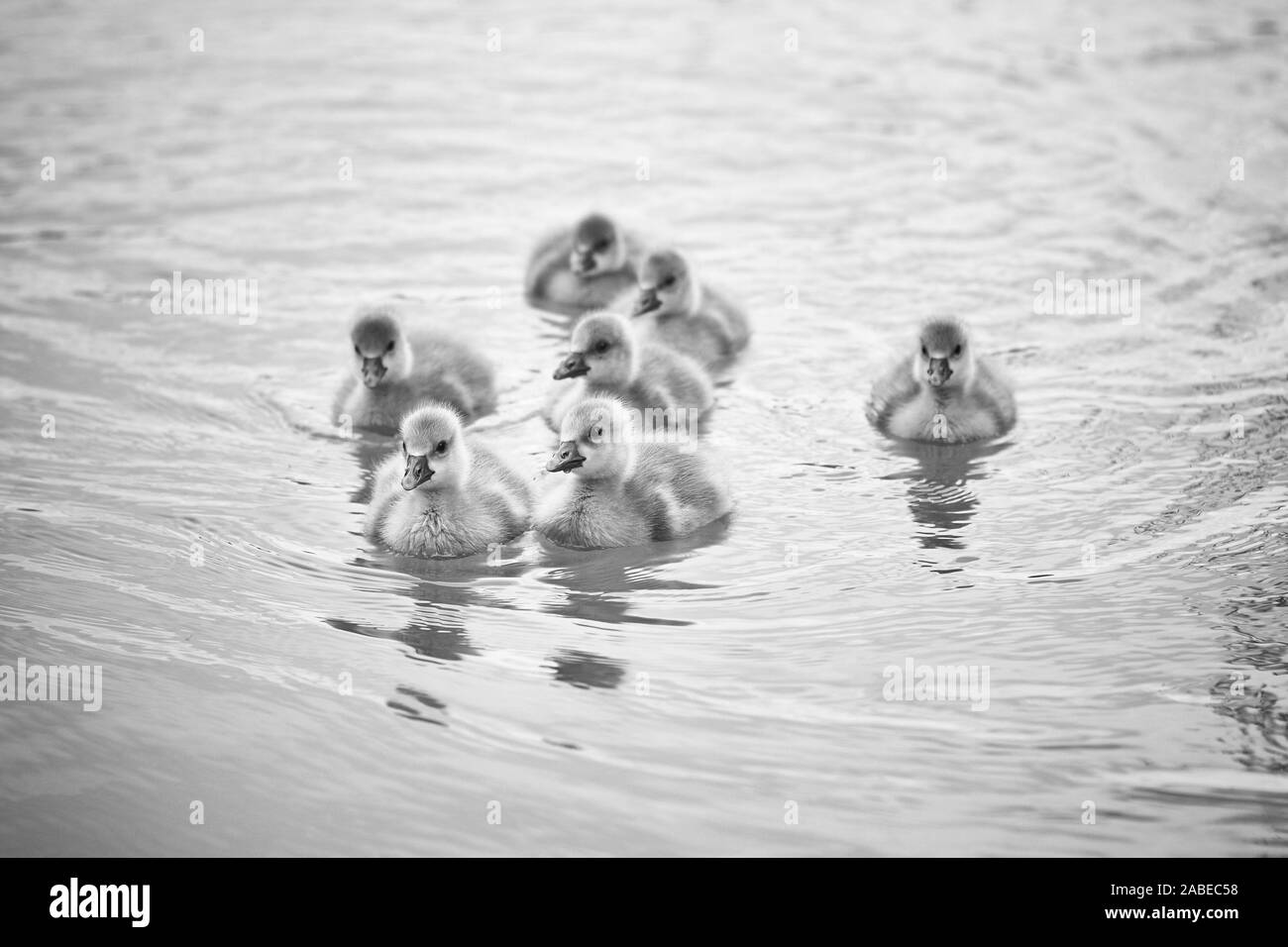 Groupe de canetons Banque de photographies et d’images à haute ...
