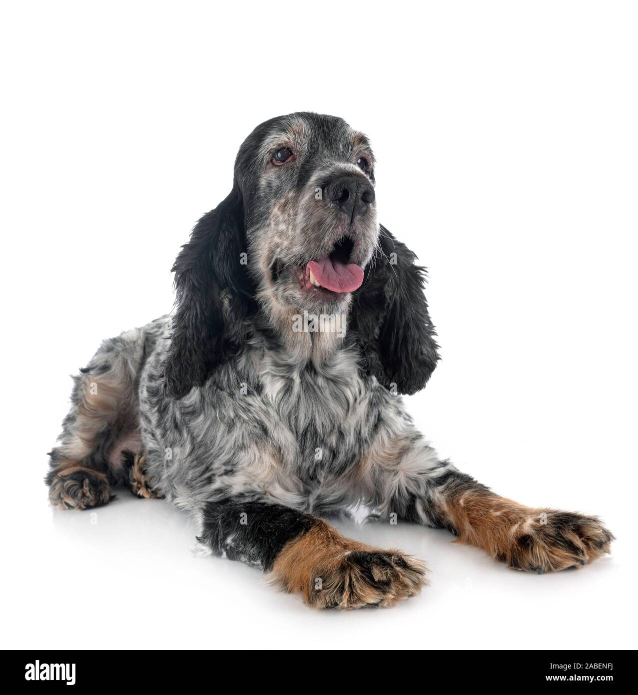 Old english cocker spaniel Banque d'images détourées - Alamy