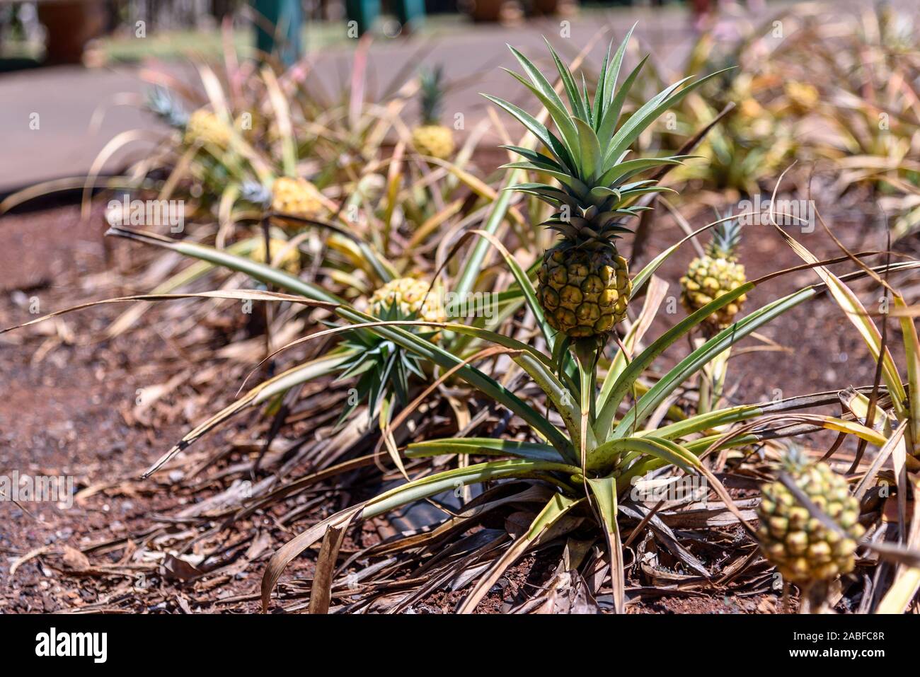 Pineapple plantation hawaii Banque de photographies et d’images à haute ...