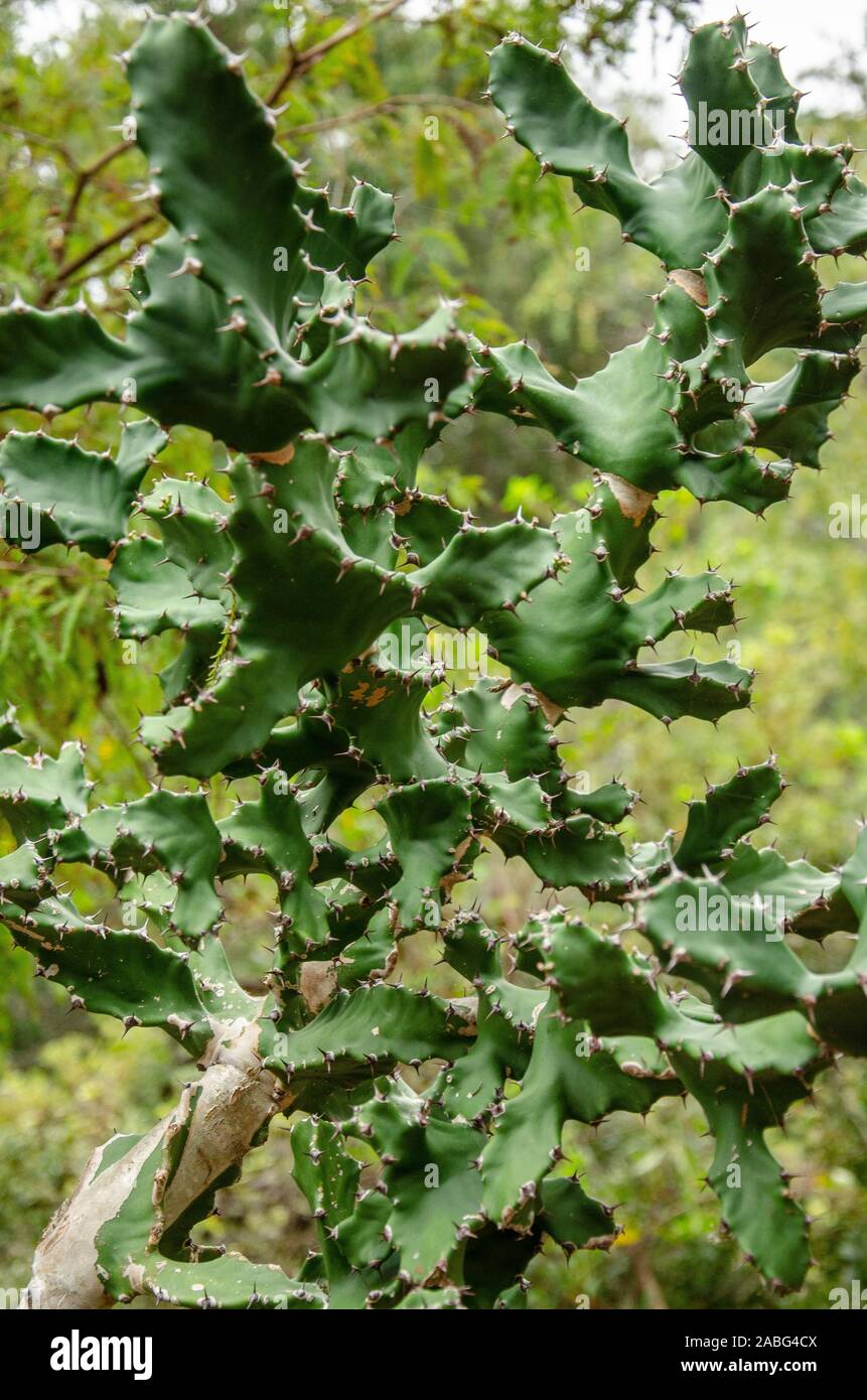 Jardin botanico de cactus Banque de photographies et d’images à haute ...