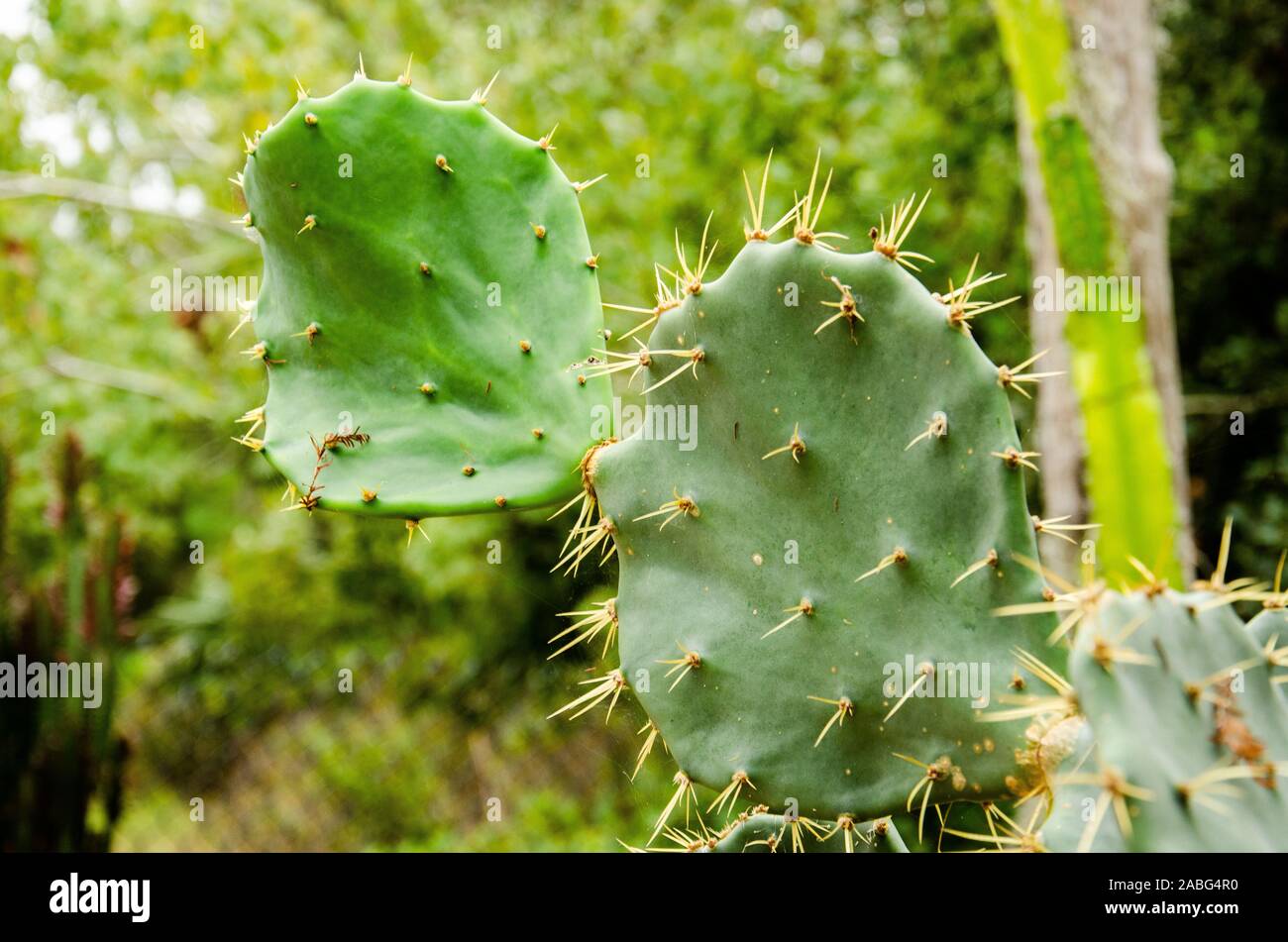 Florida cactus Banque de photographies et d’images à haute résolution ...