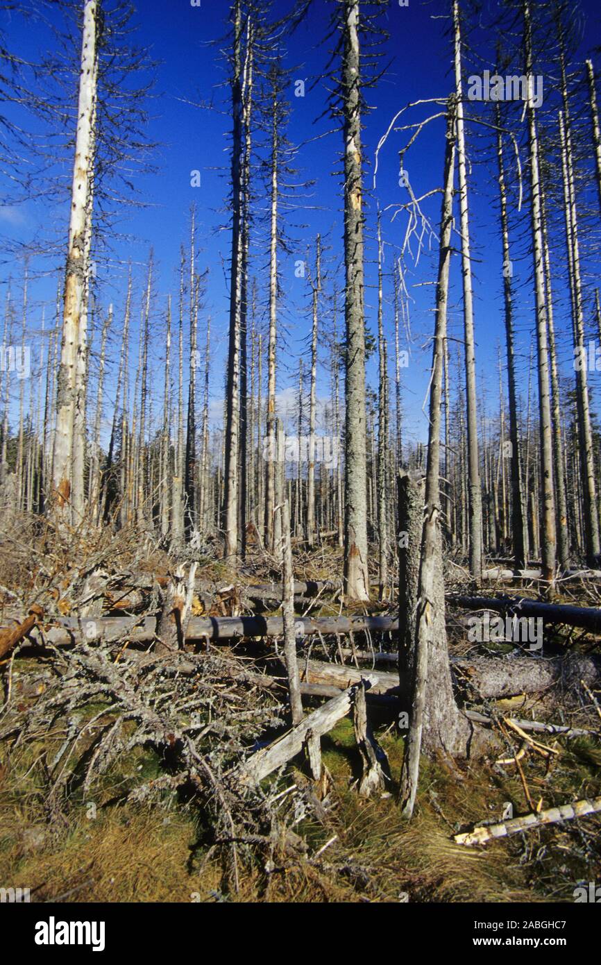 Saurer regen Banque de photographies et d’images à haute résolution - Alamy