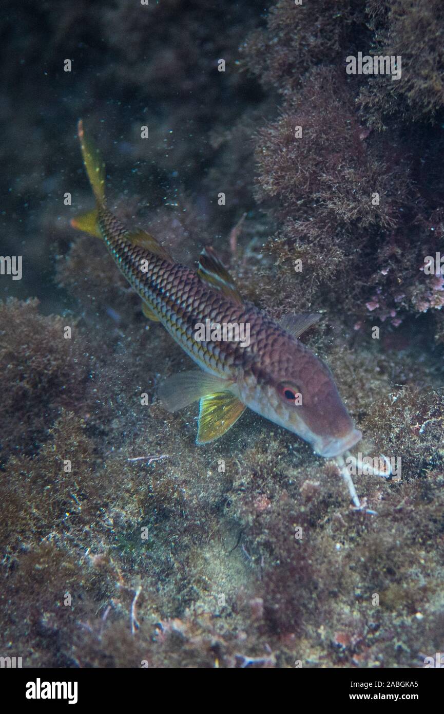 Rouget de lisle Banque de photographies et d’images à haute résolution ...