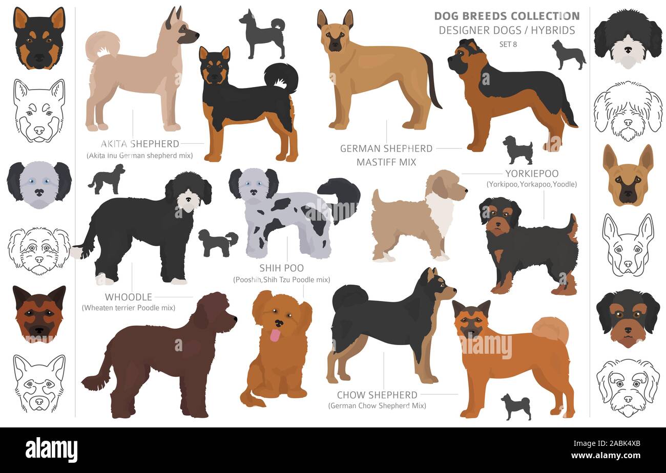 Chow shepherd Banque de photographies et d’images à haute résolution ...