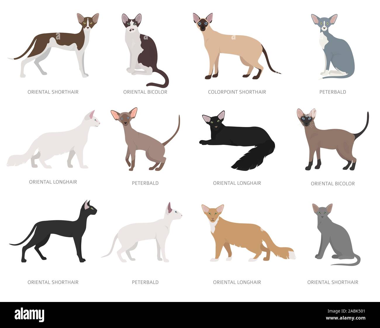 Les chats de type oriental. Les races de chats domestiques et hybrides ...