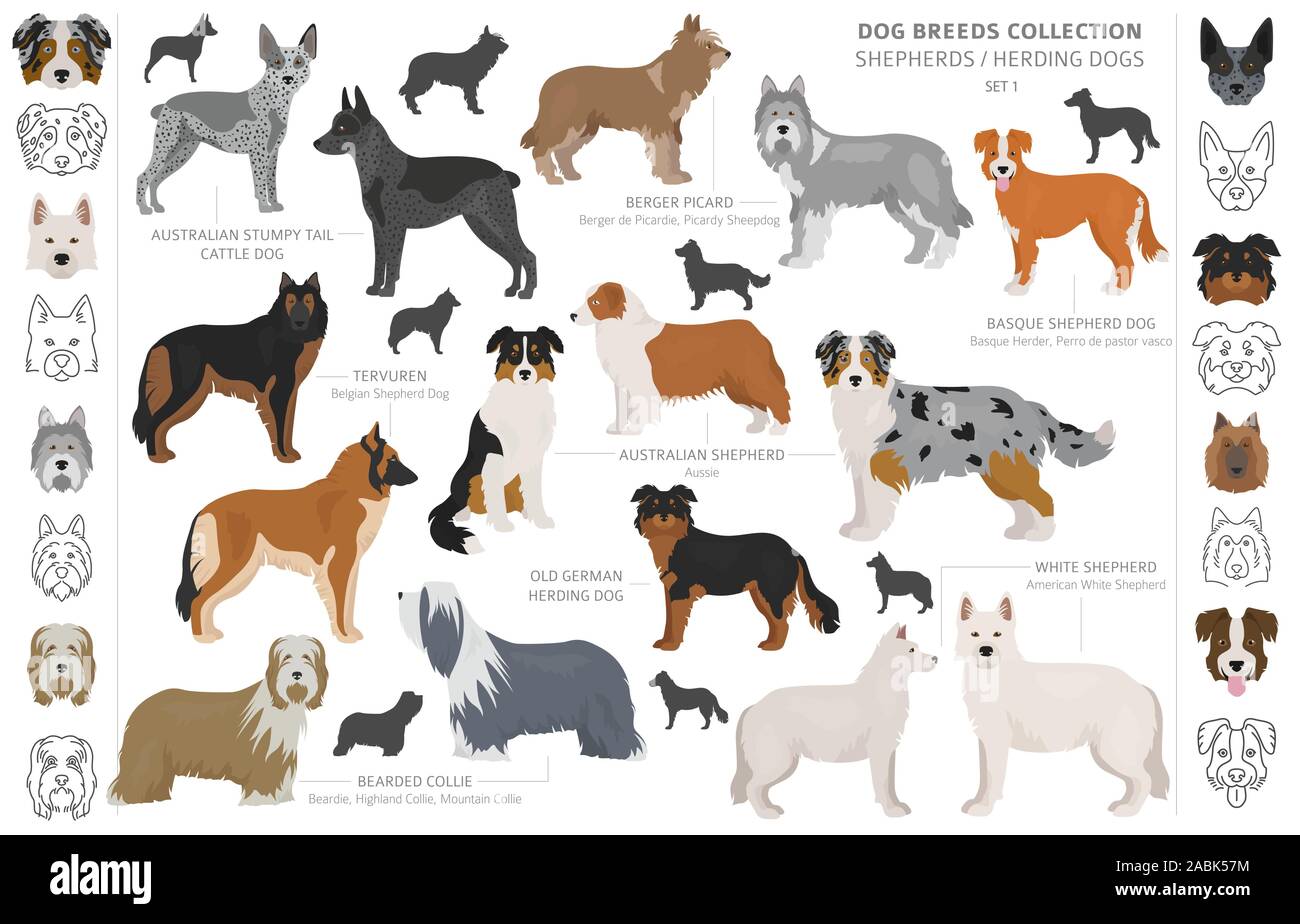 Berger et chiens de bergers collection isolated on white. Style plat ...