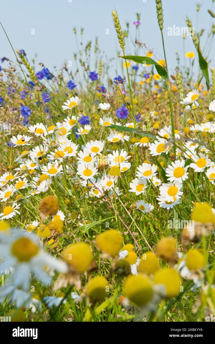 Fleurs sauvages au bord du champ Banque de photographies et d’images à ...