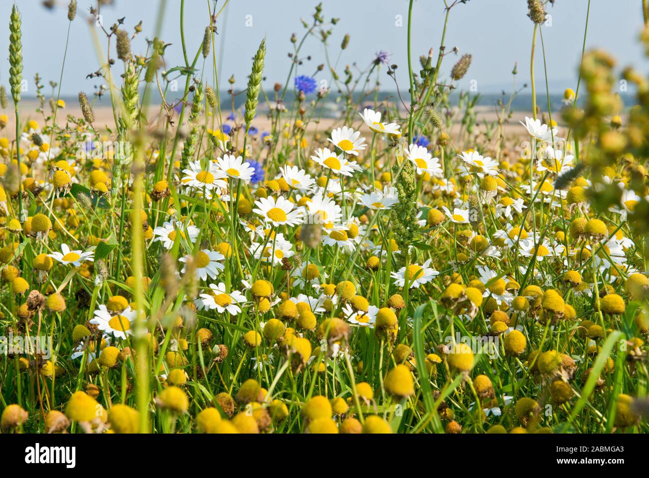 Fleurs sauvages au bord du champ Banque de photographies et d’images à ...