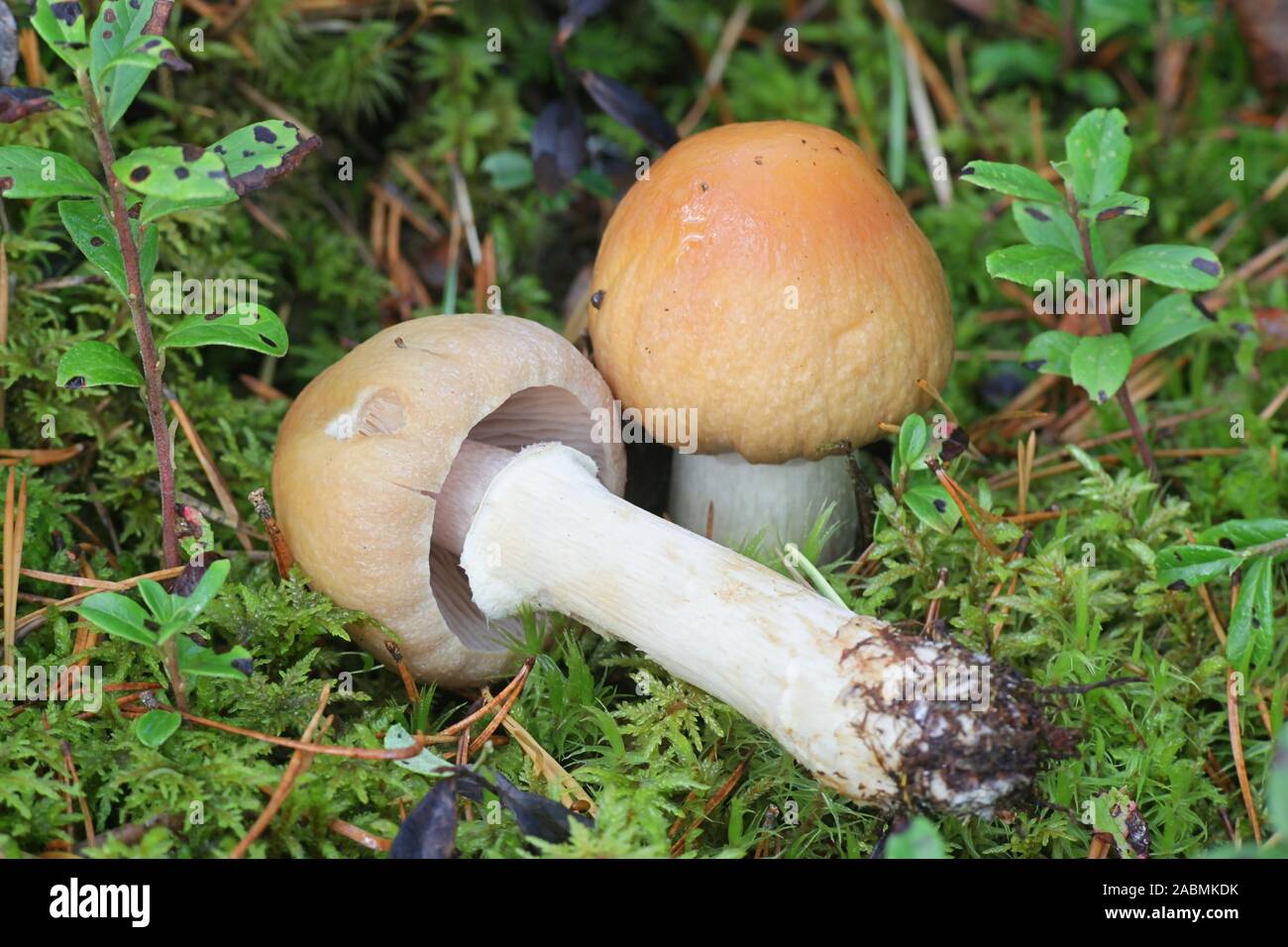 Rozites caperata Banque de photographies et d’images à haute résolution ...