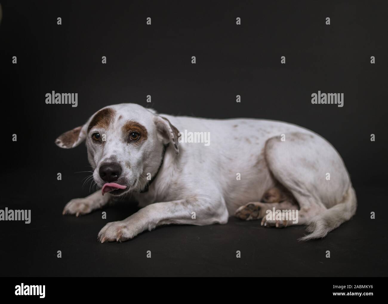 Jake le chien Banque de photographies et d’images à haute résolution ...