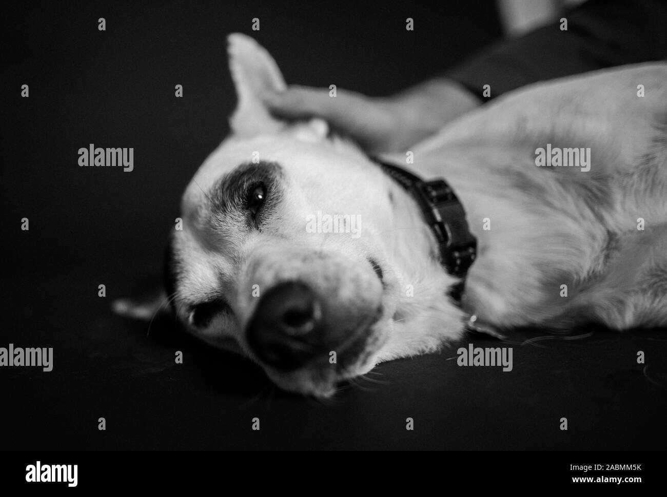 Jake le chien Banque de photographies et d’images à haute résolution ...