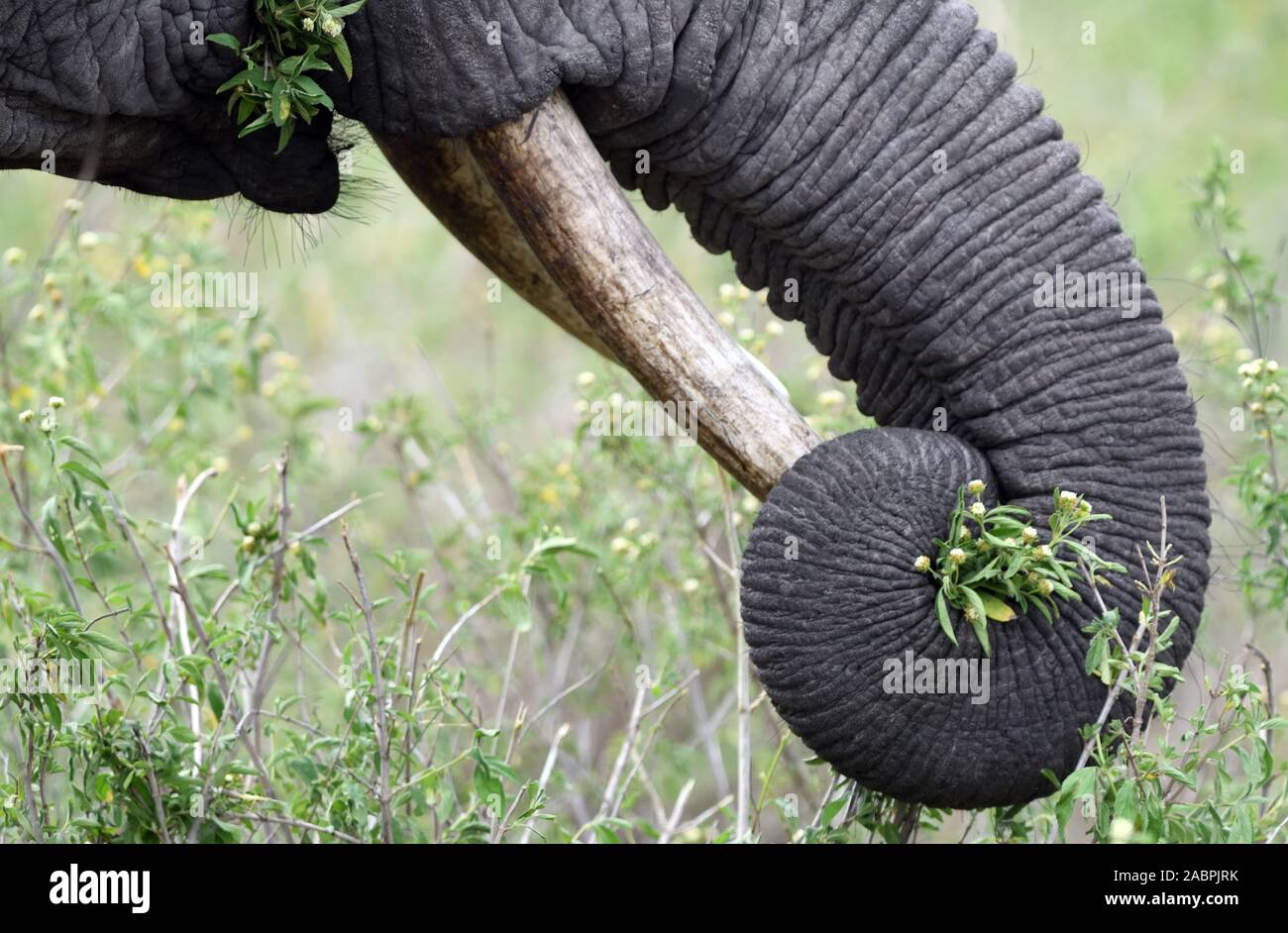Le tronc dans la bouche Banque de photographies et d’images à haute ...