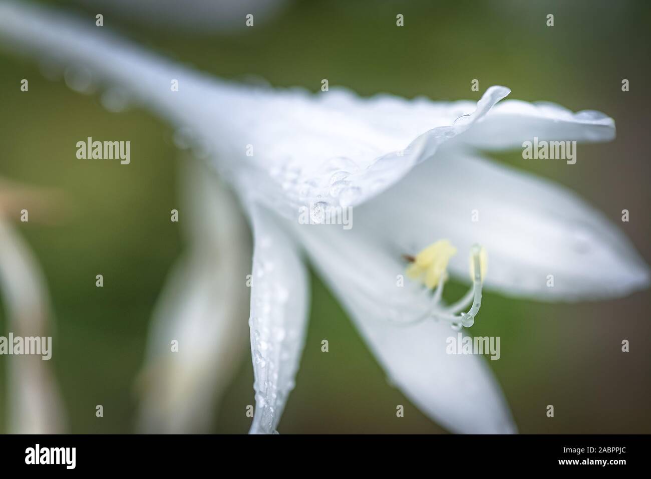 Belles feuilles Hosta arrière-plan. Hosta, hostas, lis plantain ...