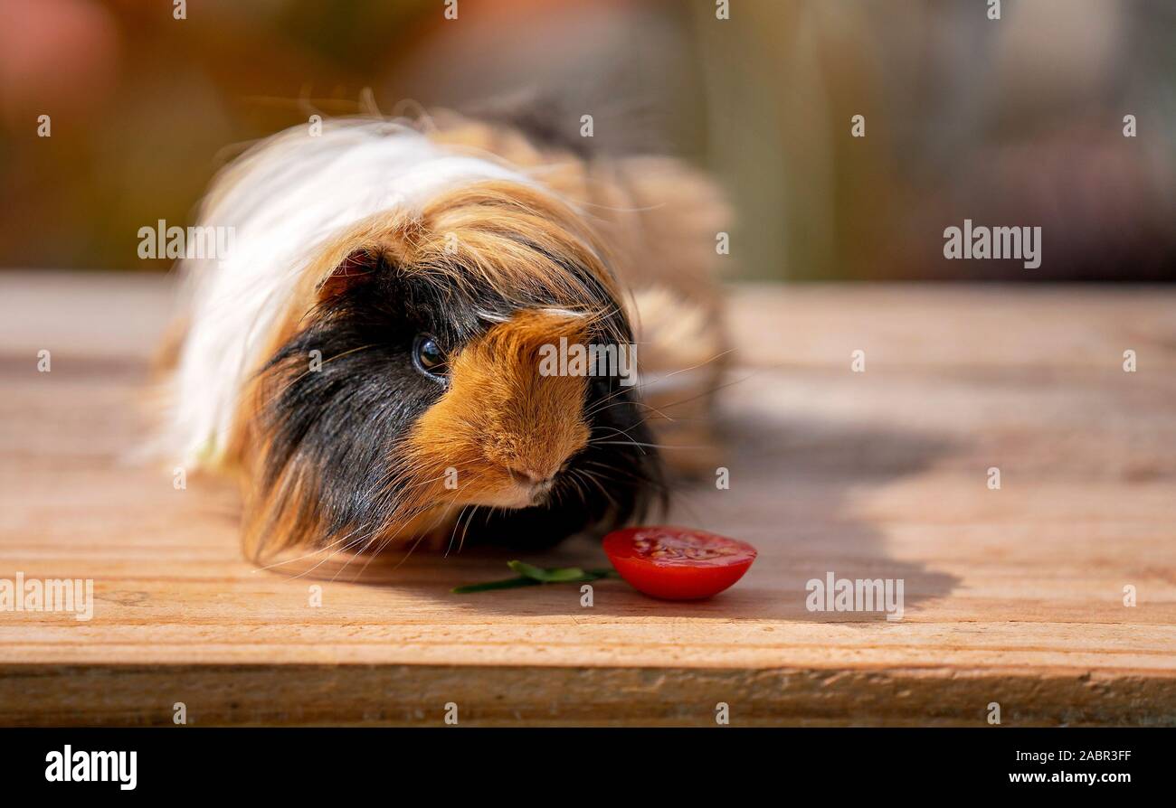 Race fragile Banque de photographies et d’images à haute résolution - Alamy