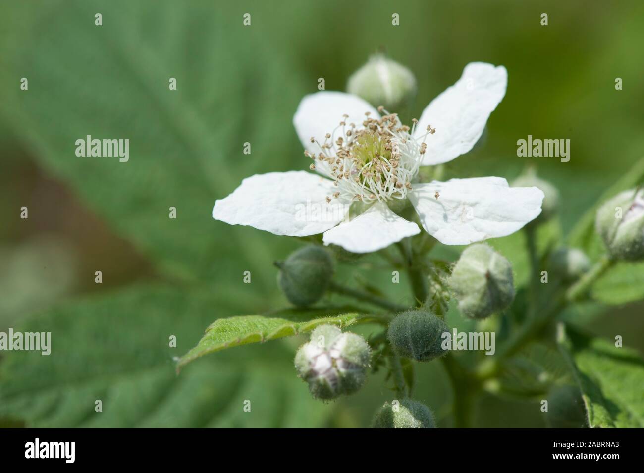 Rubus canescens Banque de photographies et d’images à haute résolution ...