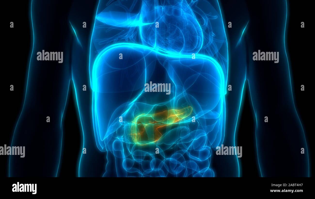 Anatomie interne du pancréas de l'organe humain Photo Stock - Alamy