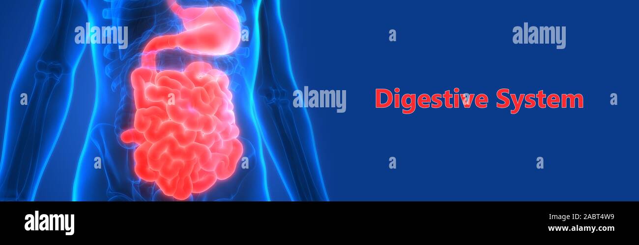 Anatomie du système digestif humain Photo Stock - Alamy