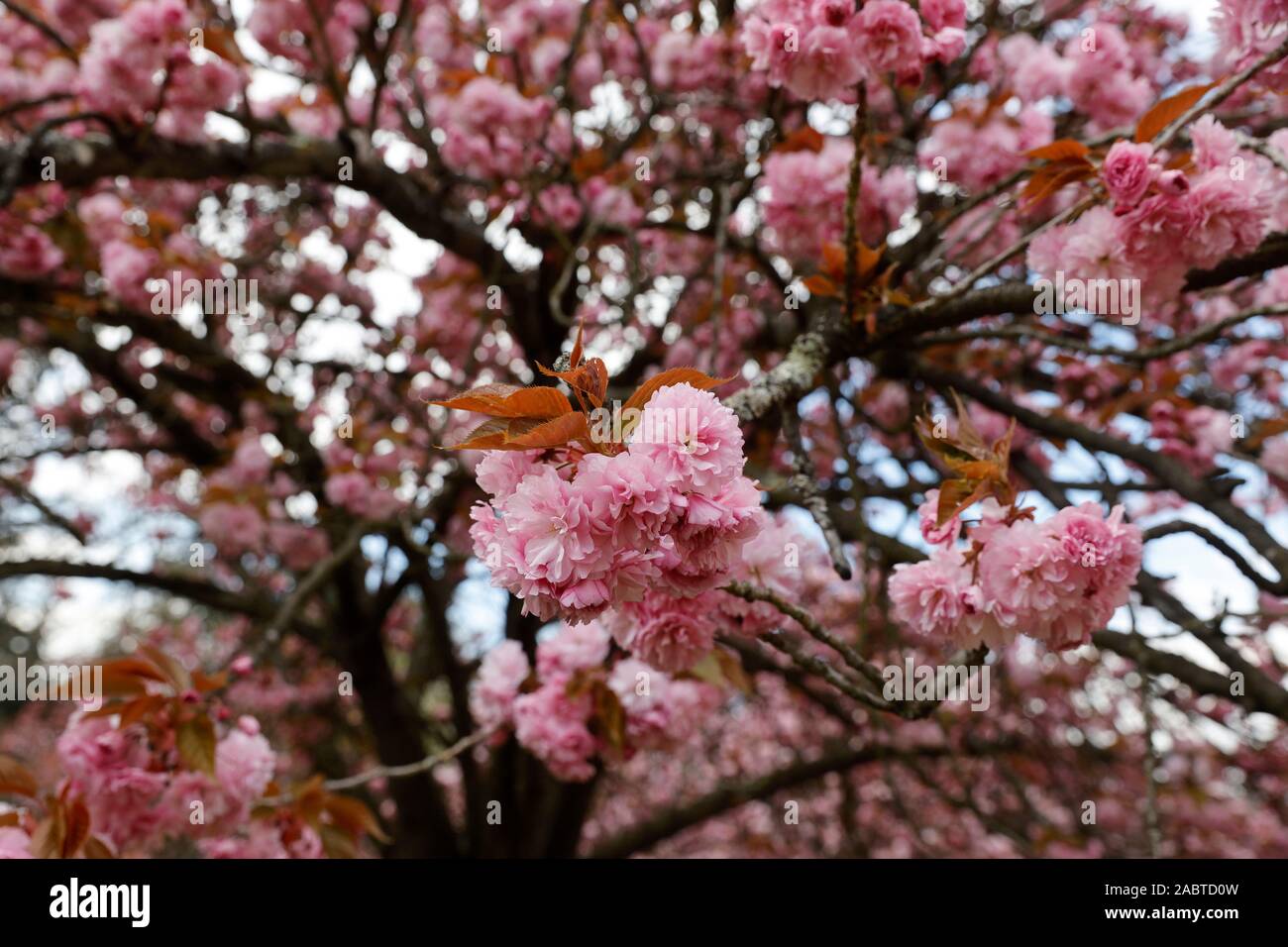 Cerise ree Banque de photographies et d’images à haute résolution - Alamy