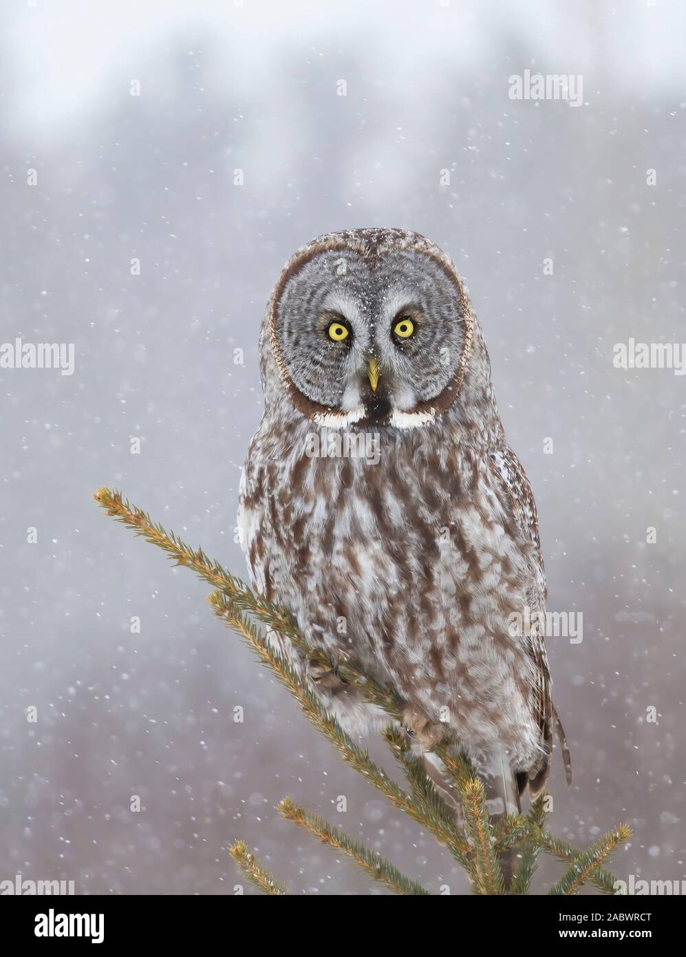 Portrait de Chouette lapone Strix nebulosa, perché dans un arbre la ...