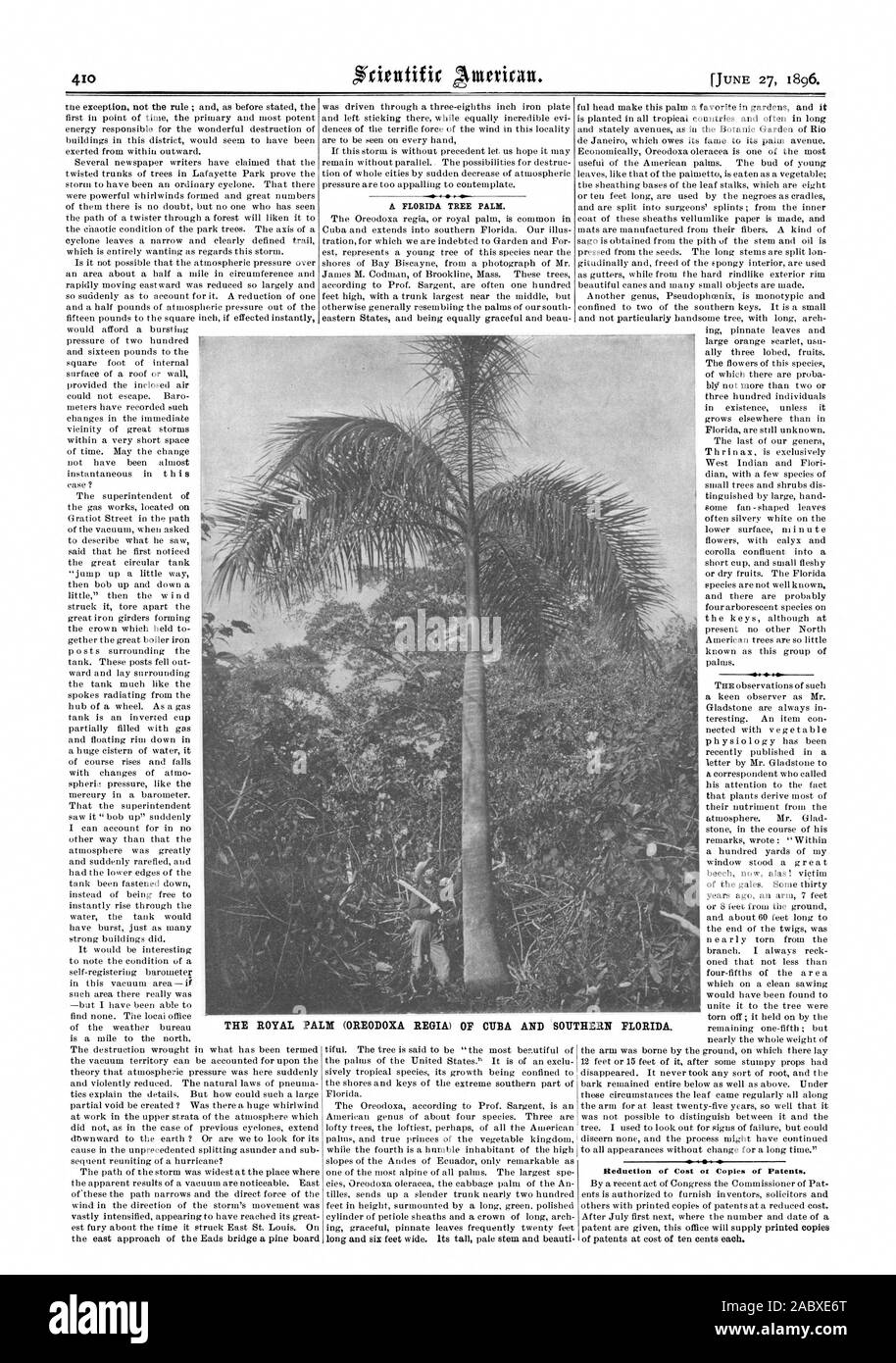 Oreodoxa regia Banque d'images noir et blanc - Alamy