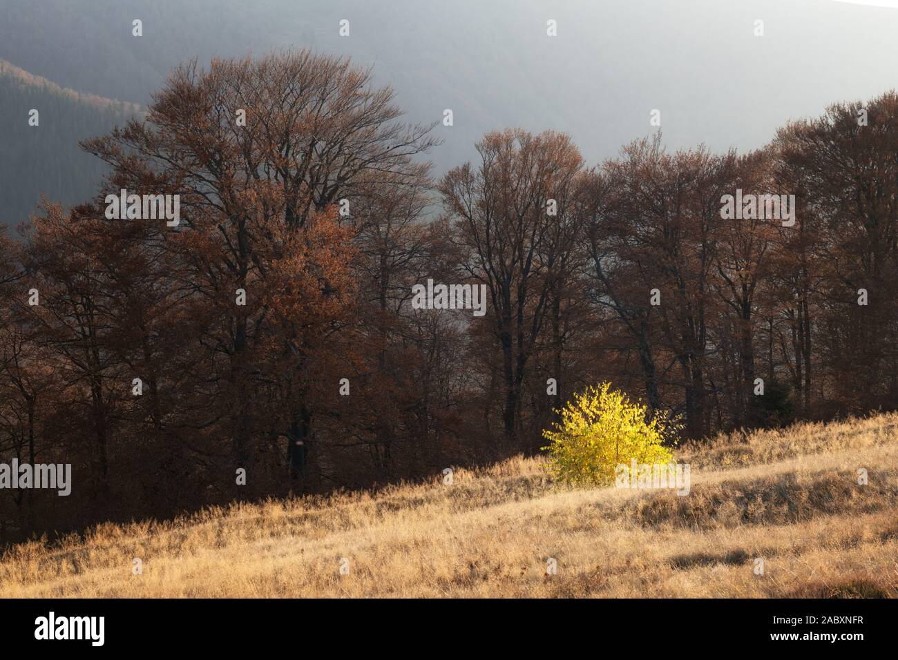 Montagnes des carpates ukraine Banque de photographies et d’images à ...