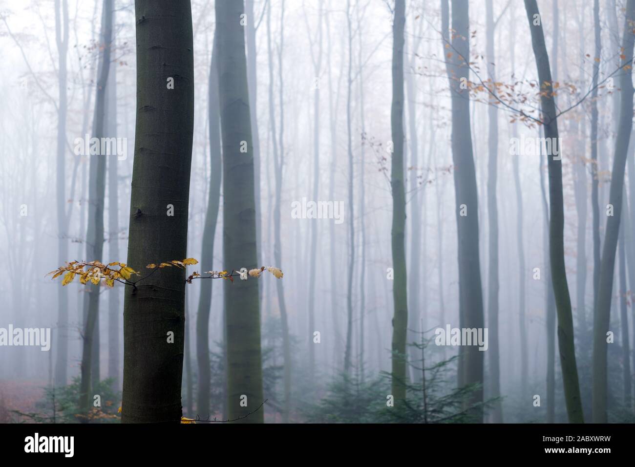 Paysage De Foret Arbore Mysterieuse Banque d'image et photos - Alamy