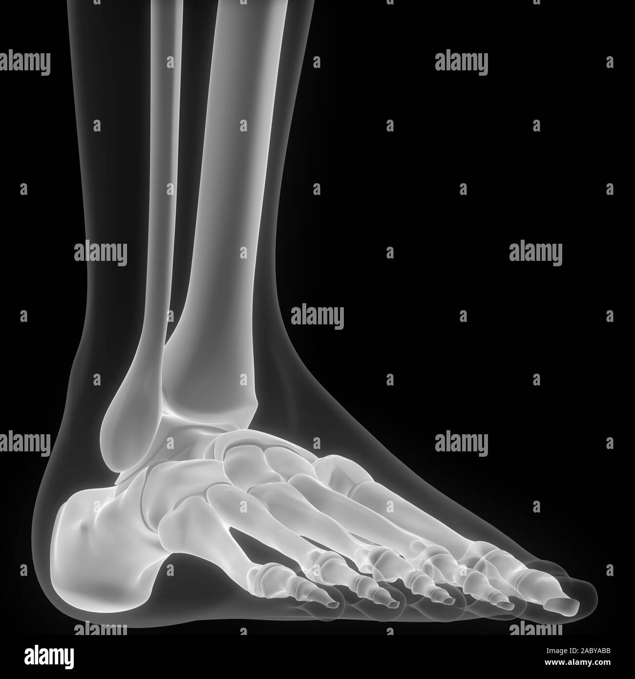 Squelette humain Anatomie des articulations des os du système X-ray 3D ...