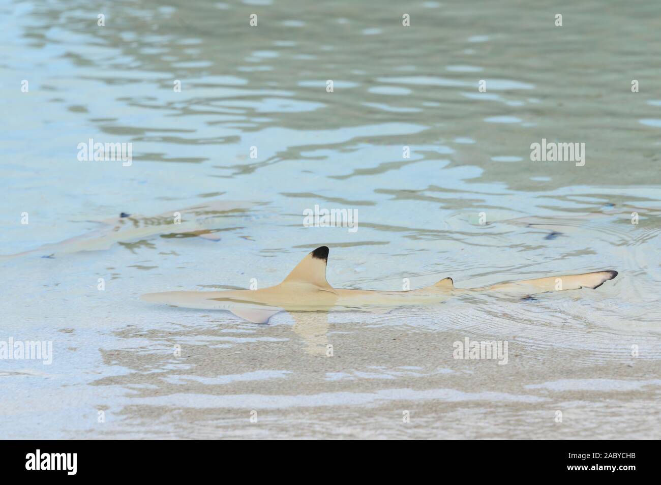 Baby shark Banque de photographies et d’images à haute résolution - Alamy
