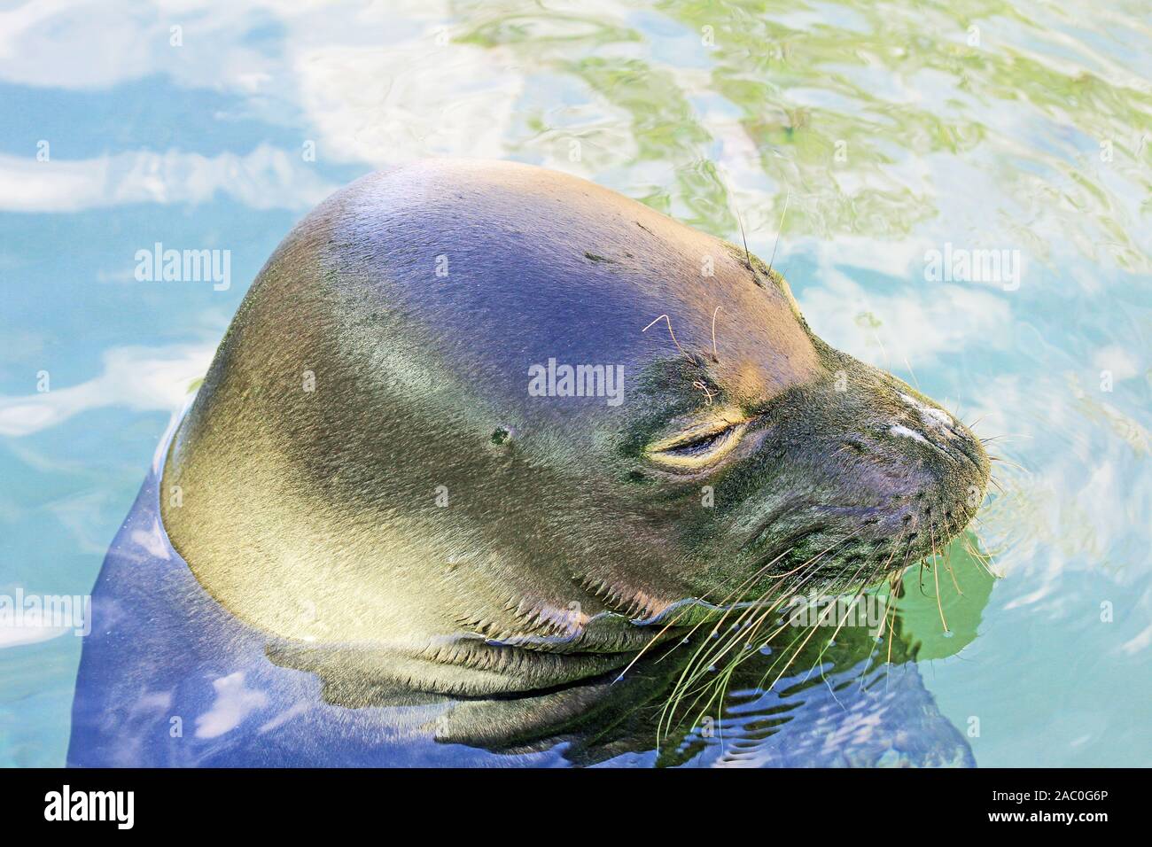 Phoques moine Banque de photographies et d’images à haute résolution ...