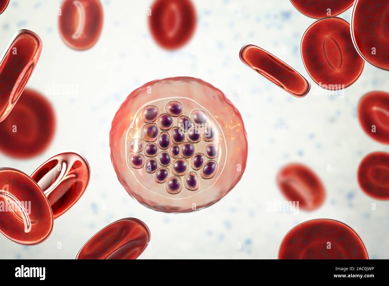 Plasmodium falciparum schizont Banque de photographies et d’images à ...